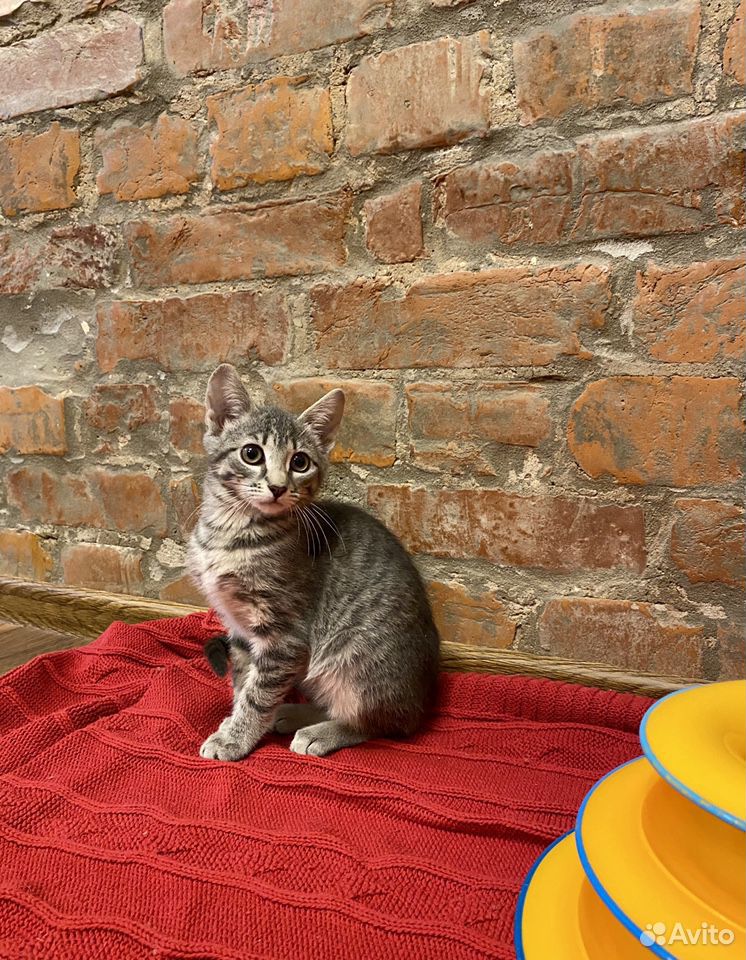 Серебряная красавица котёнок