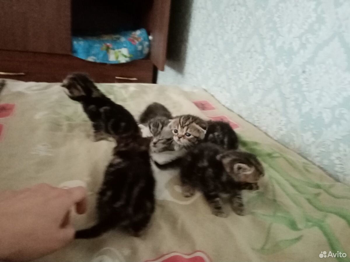 Маленькие шотландцы