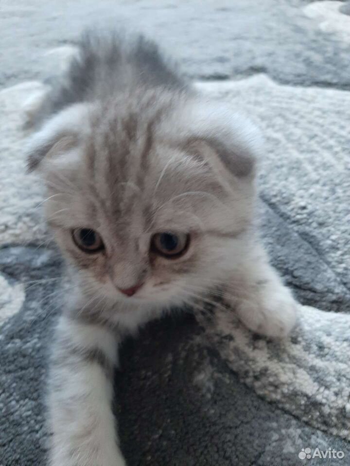 Скоттиш фолд