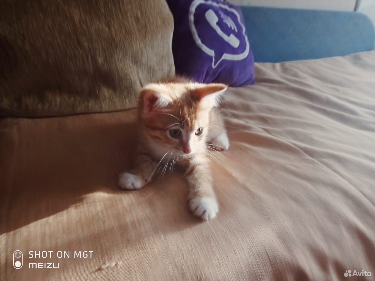 Отдам отдам рыжего бестию *) от сибирской кошечки
