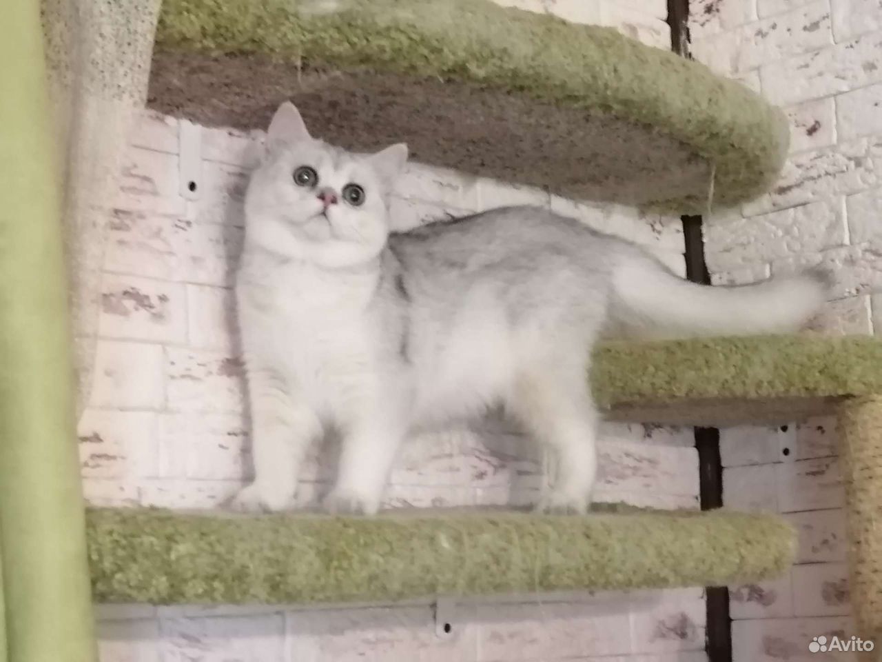 Кошка британская