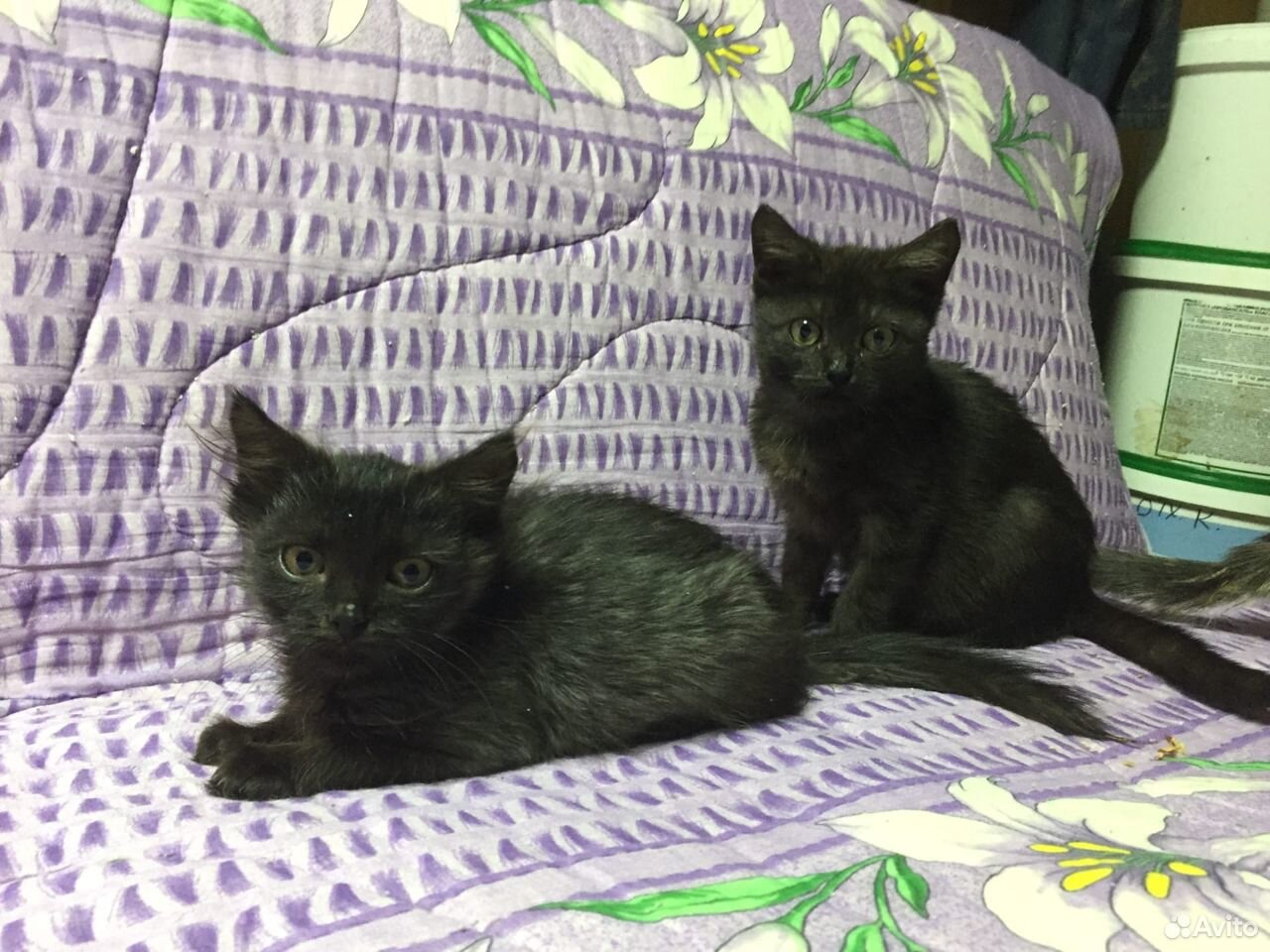 Две девчушки ищут дом