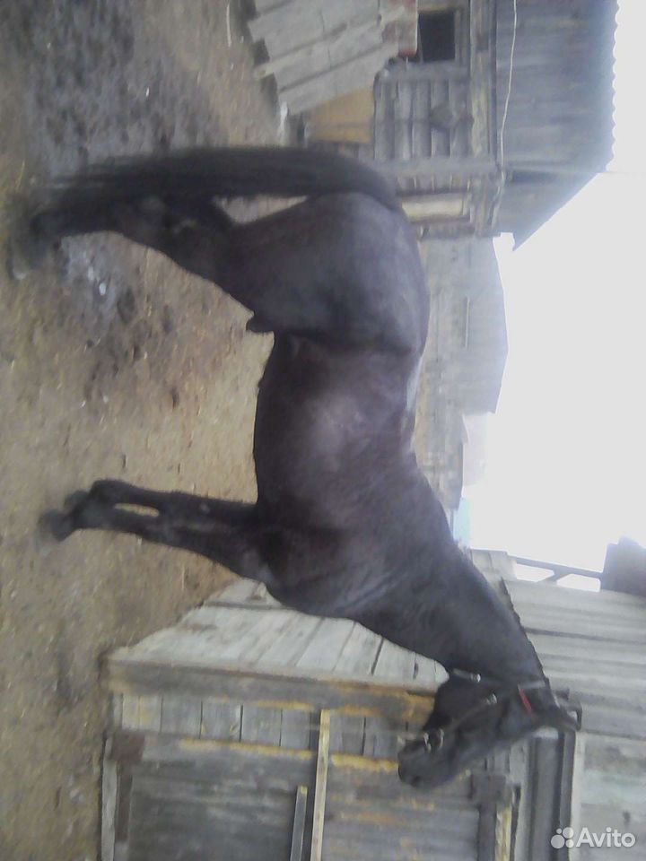 Американский рысак