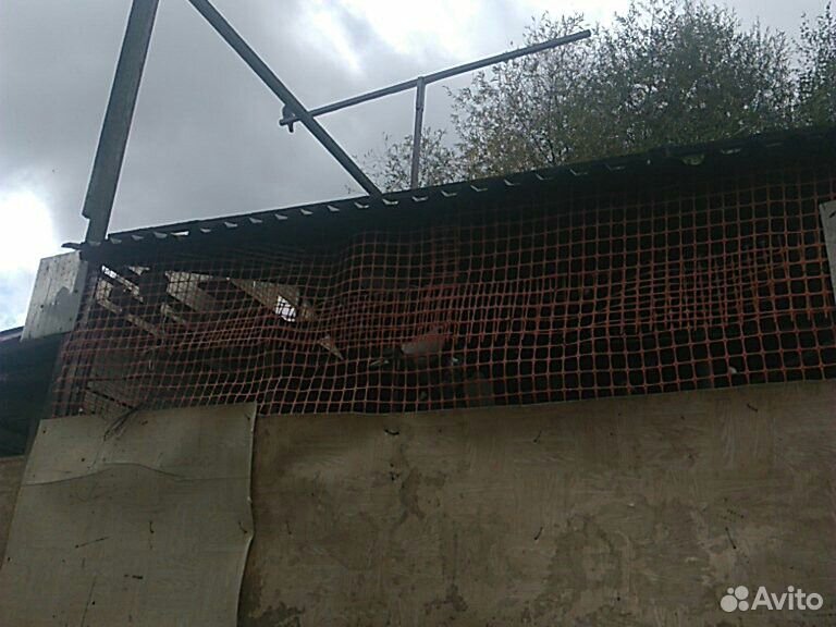 Голуби Венгры, Свердловцы и т.д