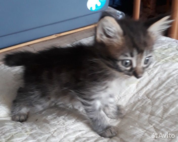 Котята Макс и митя