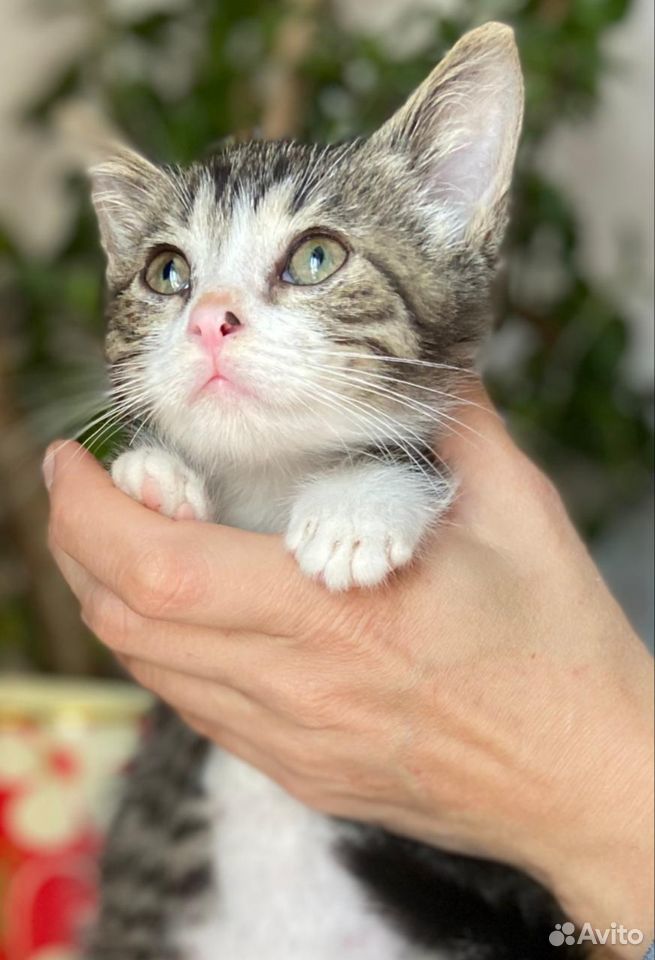 Котенок Игнат полосатое чудо