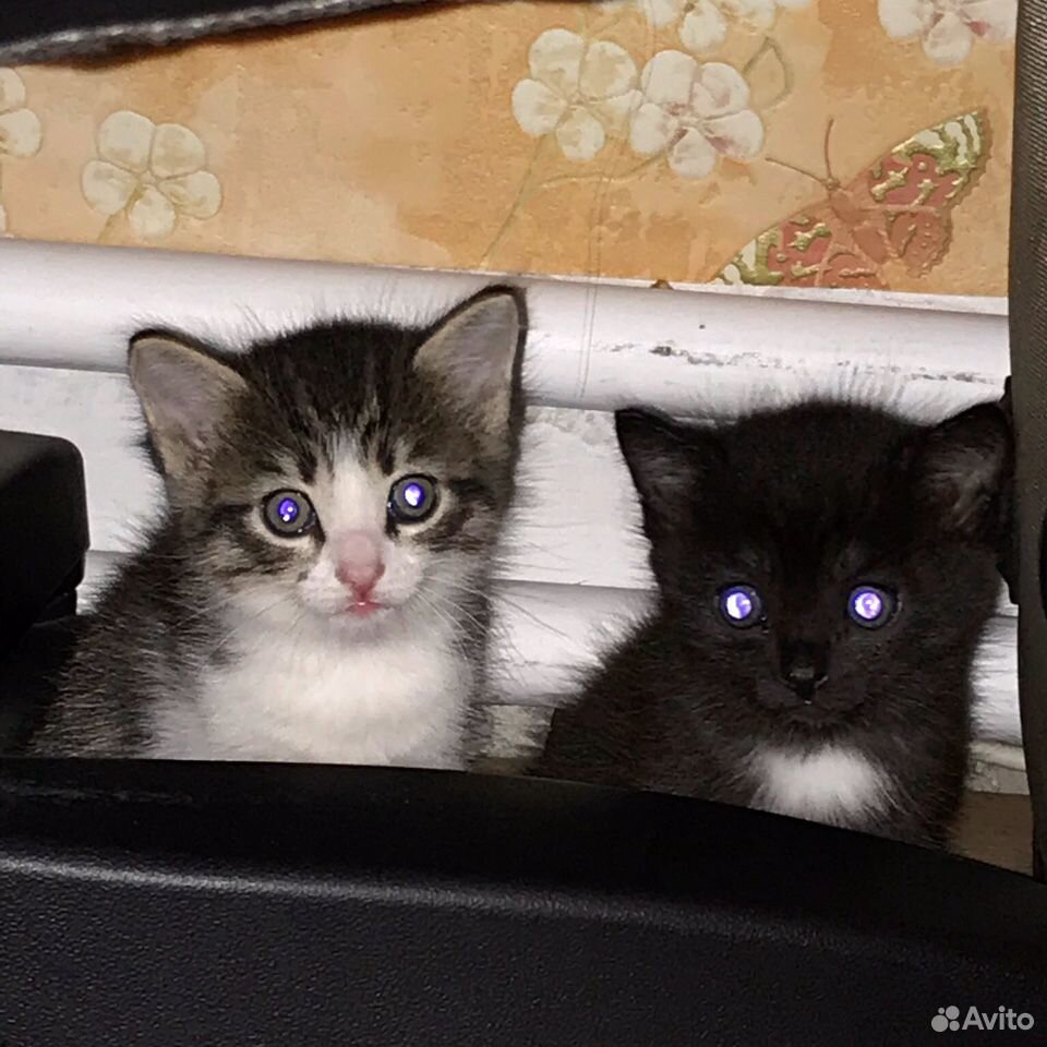Котята
