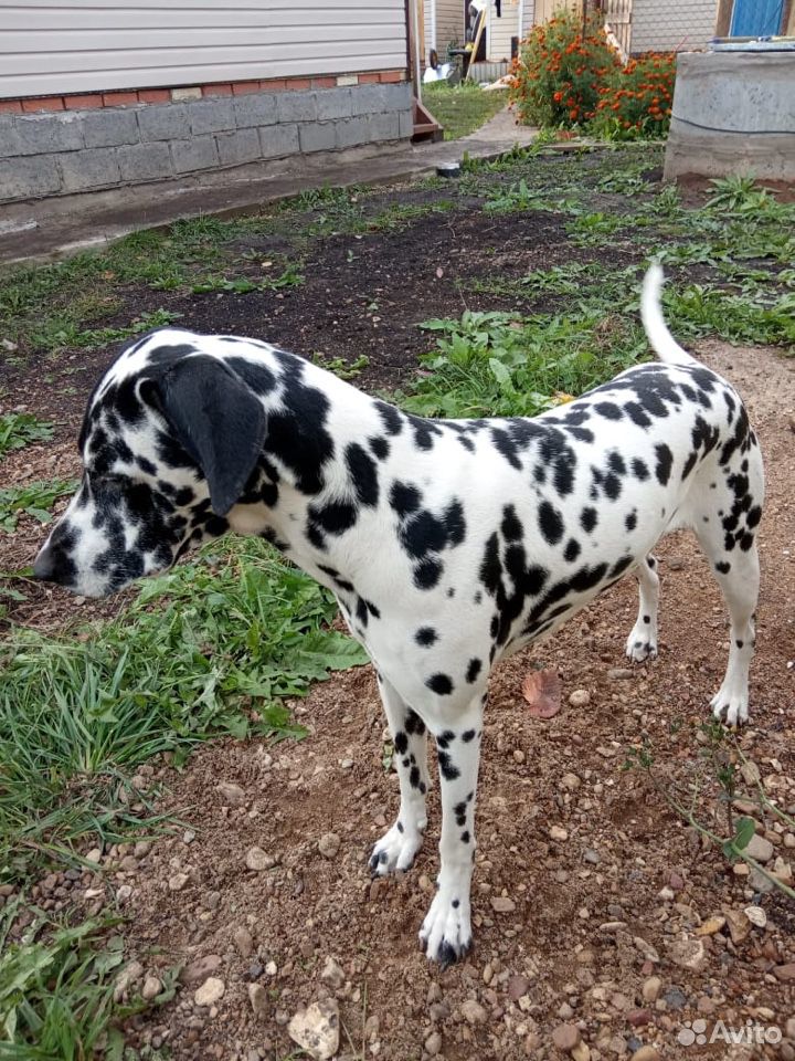 Далматин далматинка далматинец