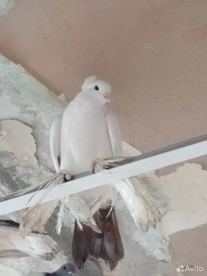 Голубь северокавказский грибун