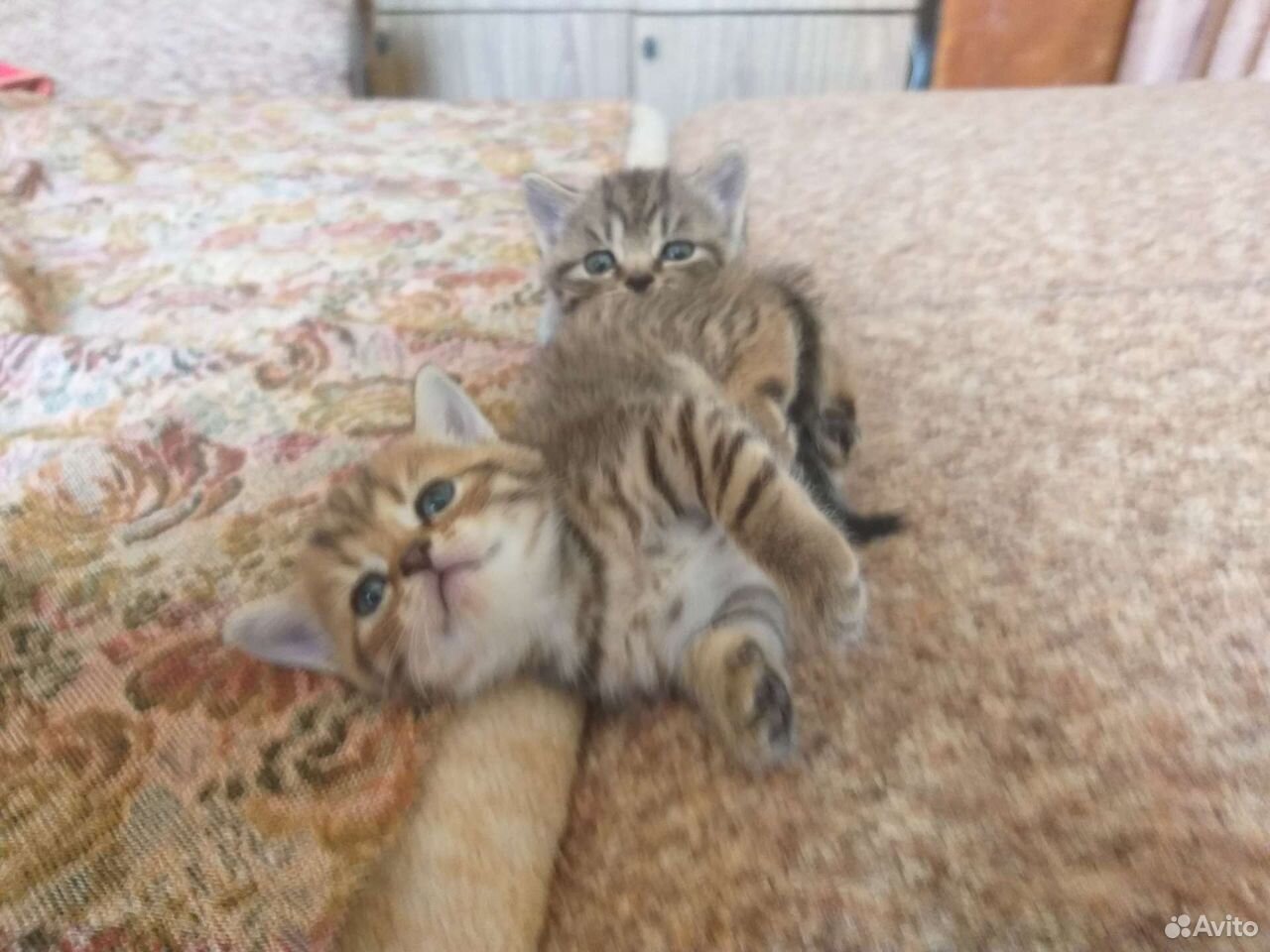 Кошка британские котята