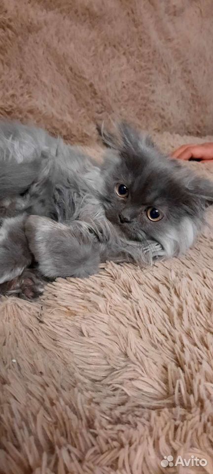 Персидский котенок