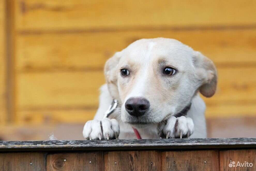 Малышка Зара активный щенок ищет дом