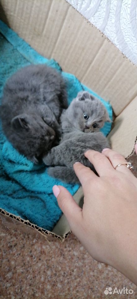 Продам шотландских вислоухих котят