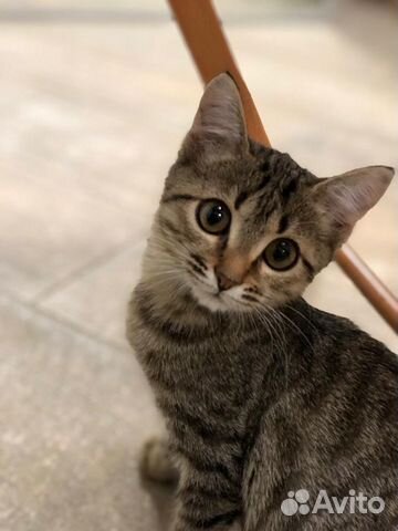 Котята девочки бесплатно
