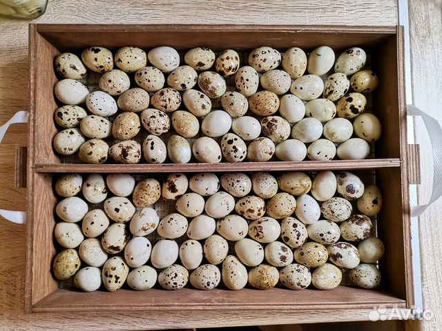Яйцо инкубационное перепел