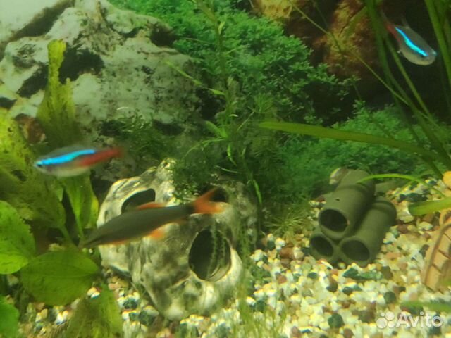 Лабео зеленый