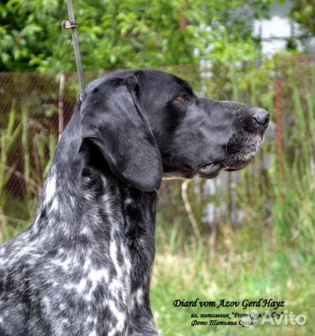Кобель немецкого курцхаара для вязки