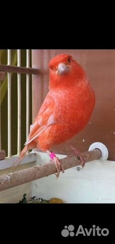 Красные канарейки