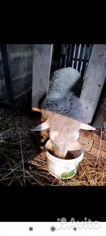 Баран Меринос