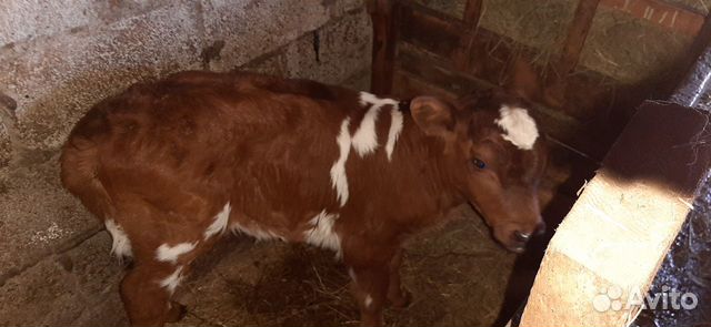 Продам бычка