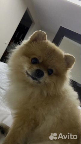 Померанский шпиц мальчик вязка