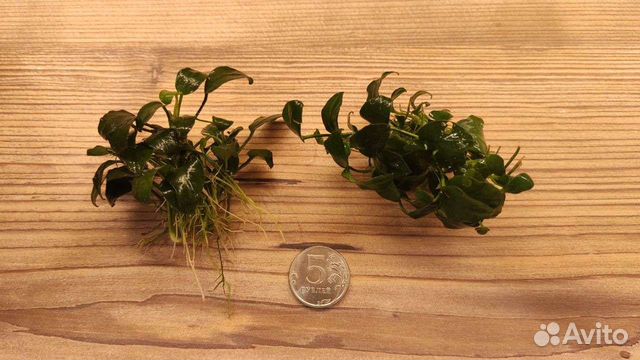 Anubias barteri var. nana "Petite"