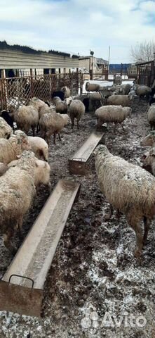 Матки с ягнятами