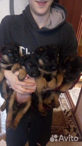 Немецкие щенки чистокровные