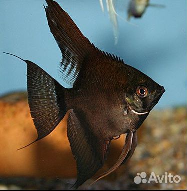 Скалярия черный дьявол