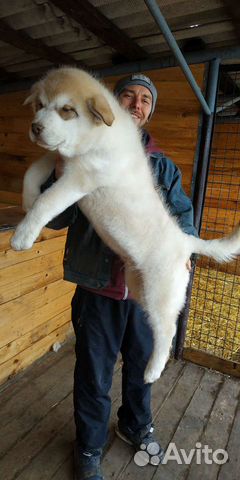 Кобель Аляскинского Маламута Не Хаски не Лайка не