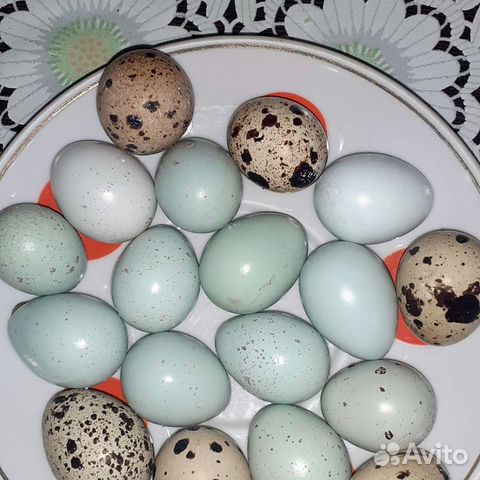 Яйца перепелиные