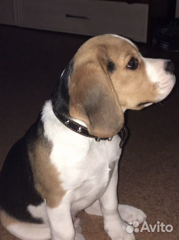 Бигль для вязки