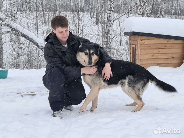 Собака Байкал 6 лет охранник. Доброй семье в дар