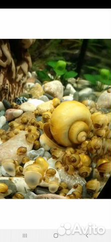 Улитки ампулярии