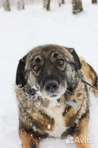 Чуткая собака Карамелька ищет дом