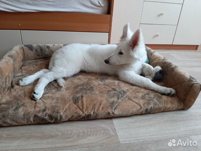 Белая шустрая овчарочья девочка