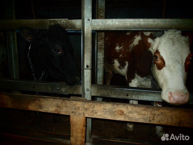 Коровы Абердин-ангусская и Герефордская