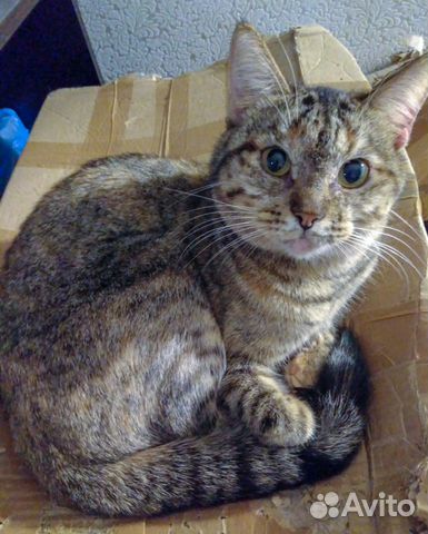 Пикси, молодая кошечка природного тигриного окраса