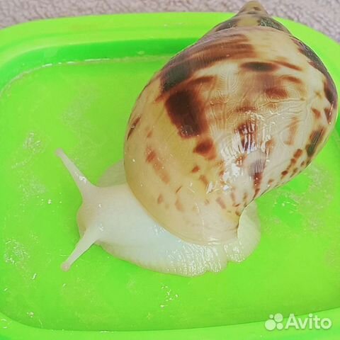 Улитки Ахатины ретекулята
