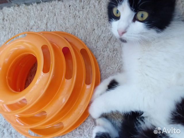 Милаша-черно-белая кошечка 6 мес и братик есть