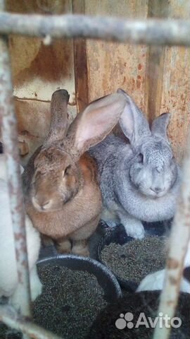 Кролики великаны бельгийски