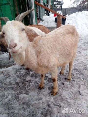 Козы дойные заанонубийские