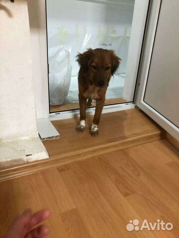 Цвергпинчер бесплатно