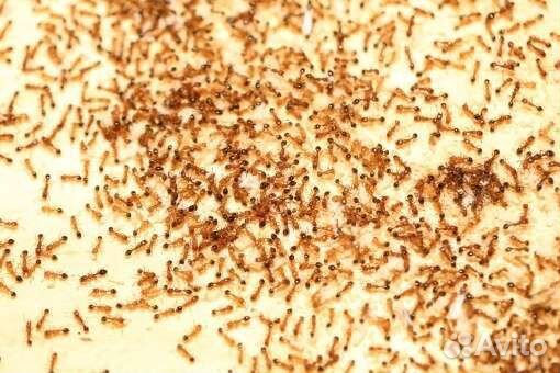 Tetramorium bicarinatum