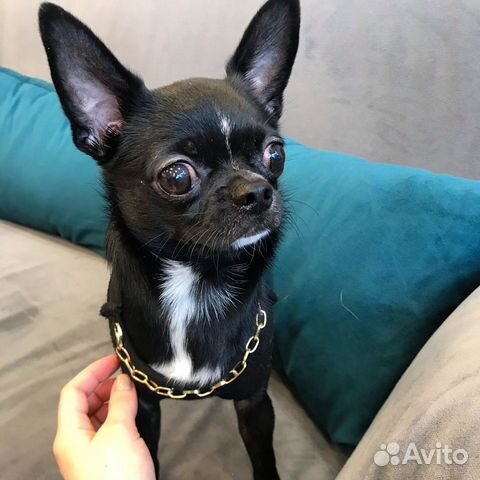 Кобель ищет невесту