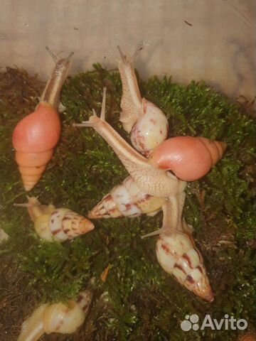 Улитки Лимиколярии агатины