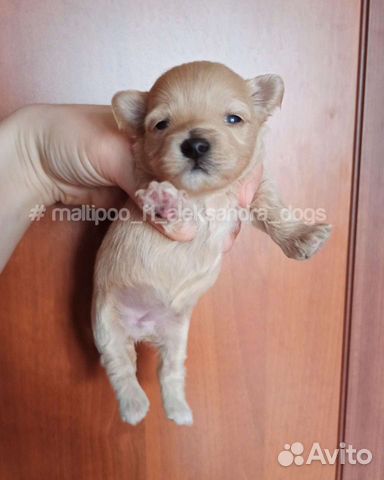 Мальтипу малыши Ф1 на бронирование