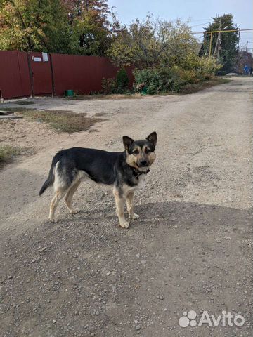 Охранник Рекс