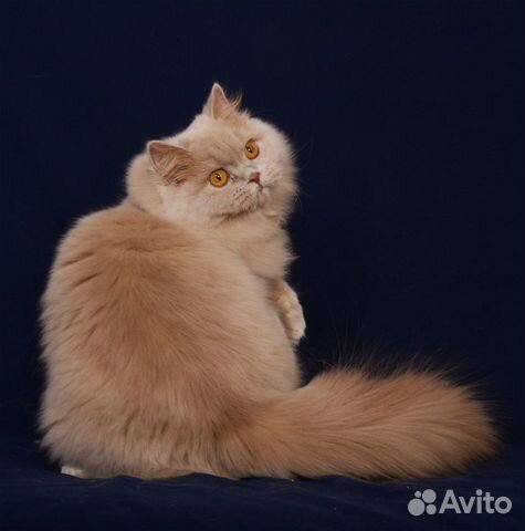 Шотландская леди редкого окраса фавн