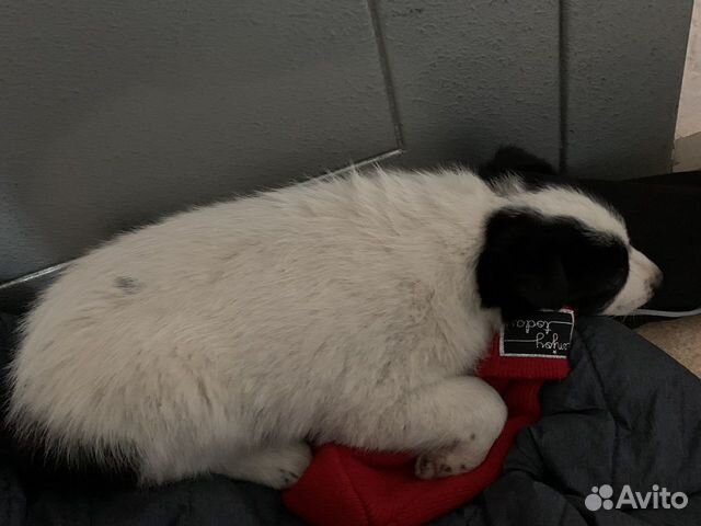 Нашли собаку в парке, хотим отлать в хорошие руки